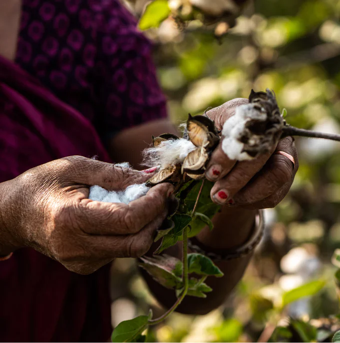 How Cotton is Made: A Comprehensive Guide from Seed to Shelf – Bhumi ...